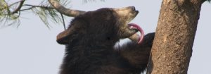 About Black Bears - Florida Black Bear Scenic Byway